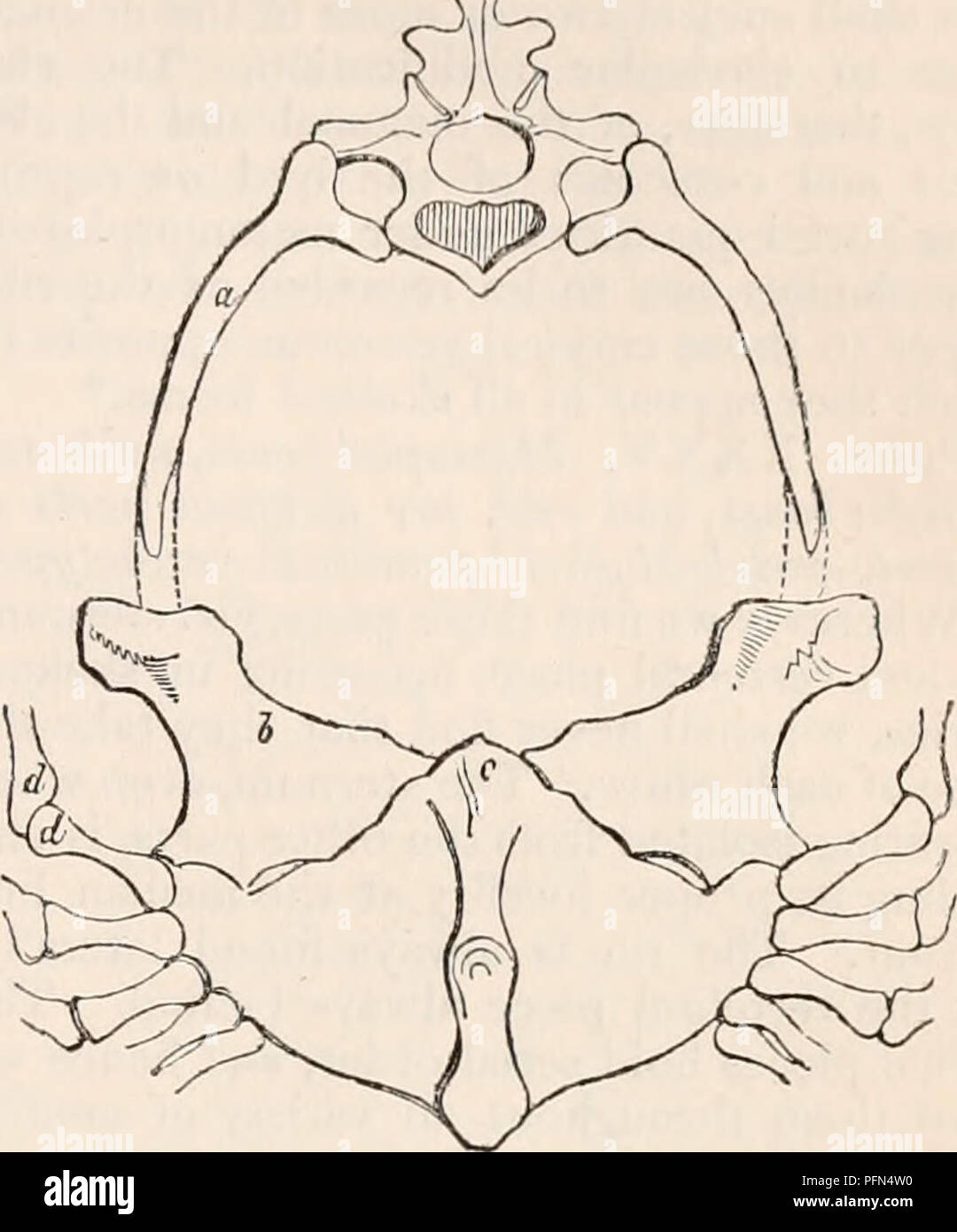 This anatomical and physiological reference work presents a detailed ...