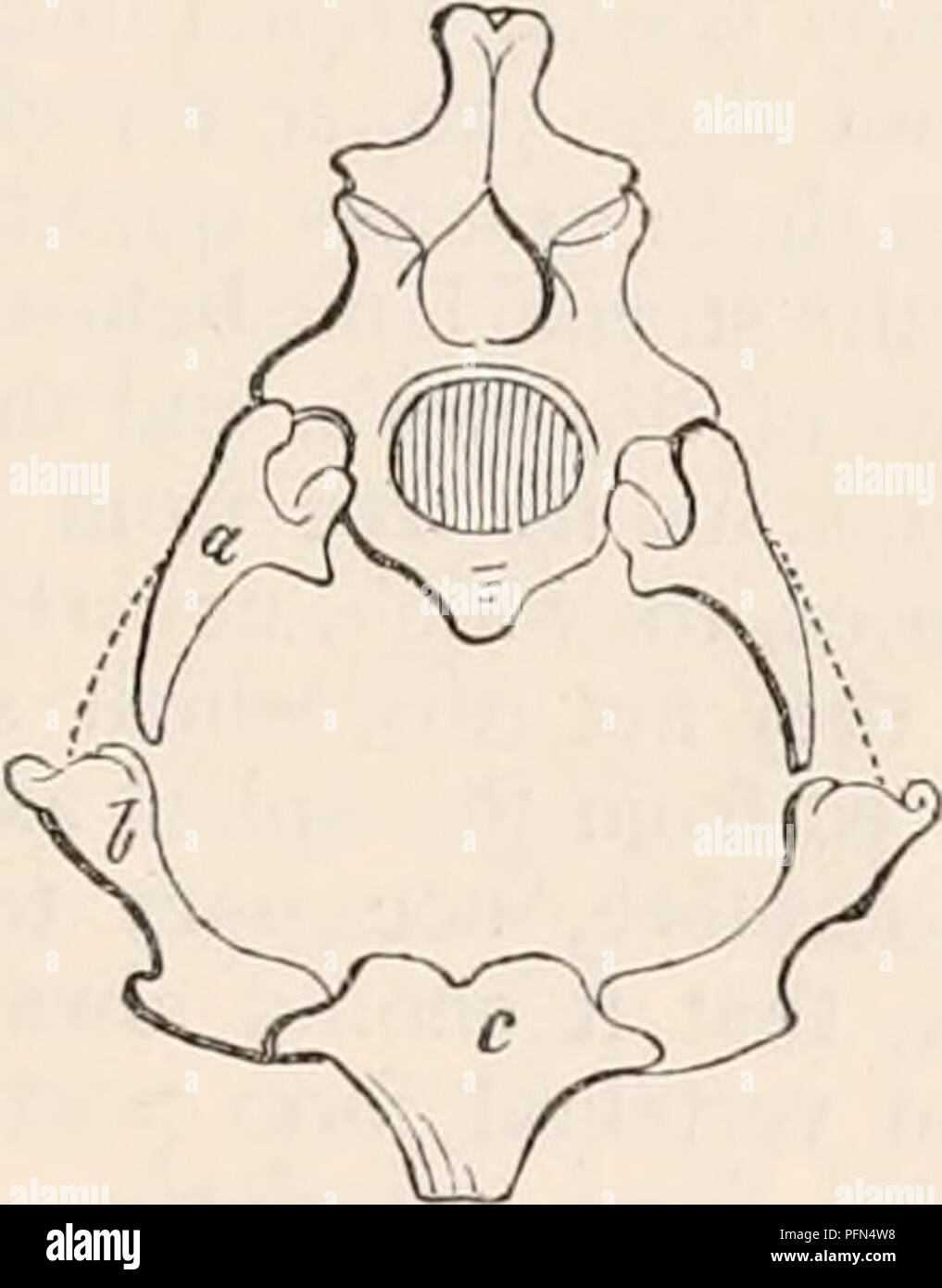 This comprehensive reference work explores the anatomy and physiology ...