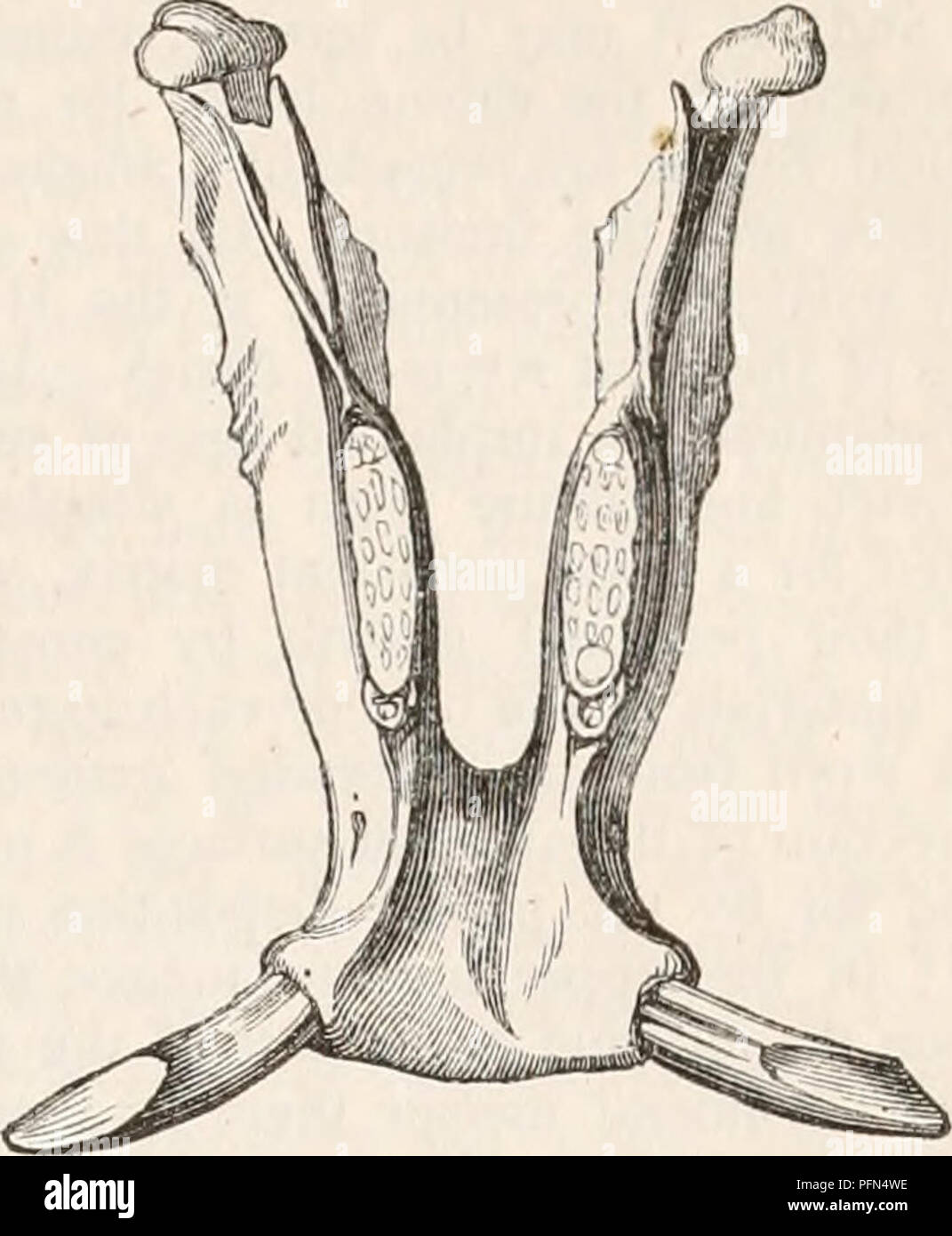 This anatomical illustration highlights the foot structure of ...