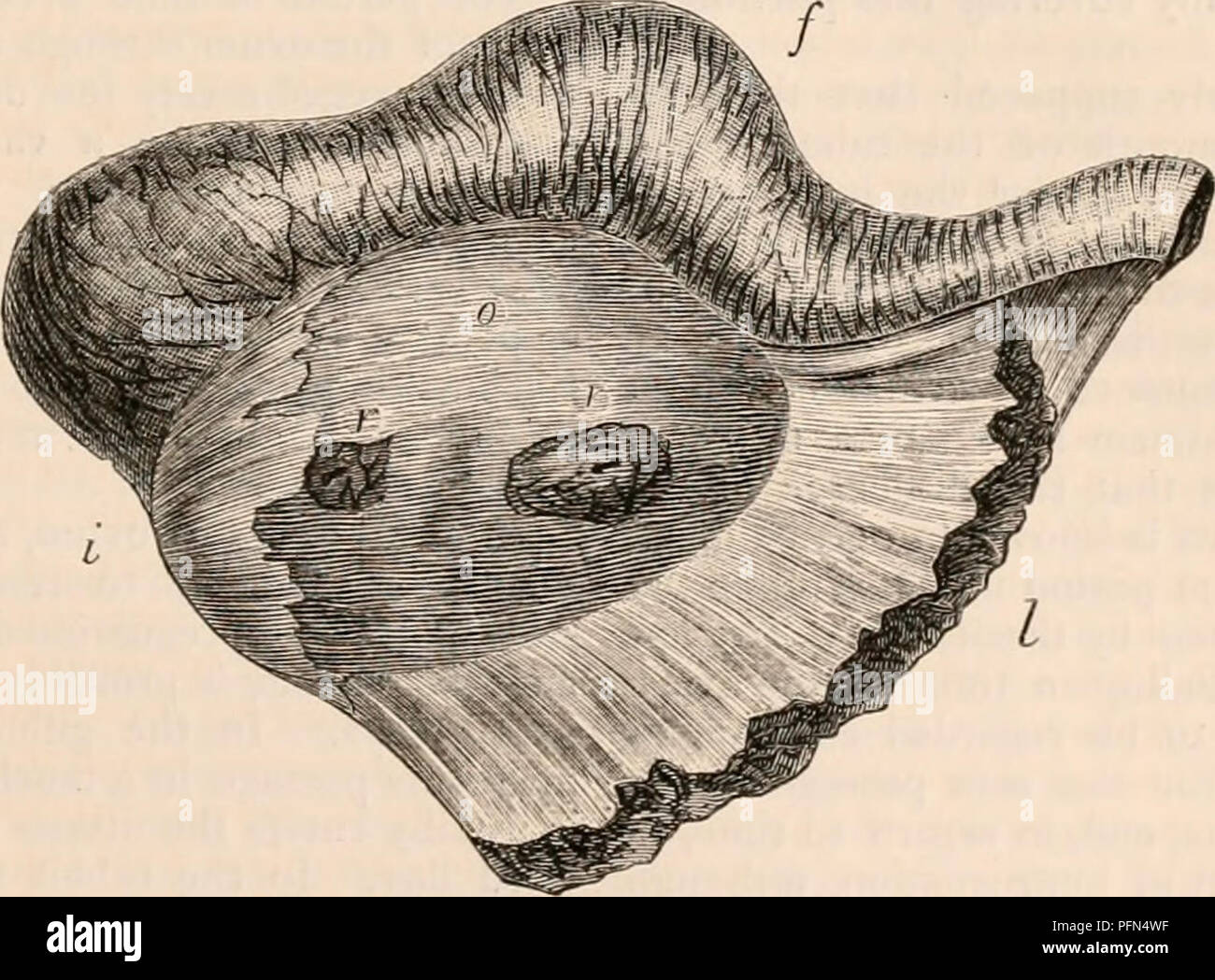 Fallopian Tube Anatomy And Physiology Physiology And Anatomy Of Female