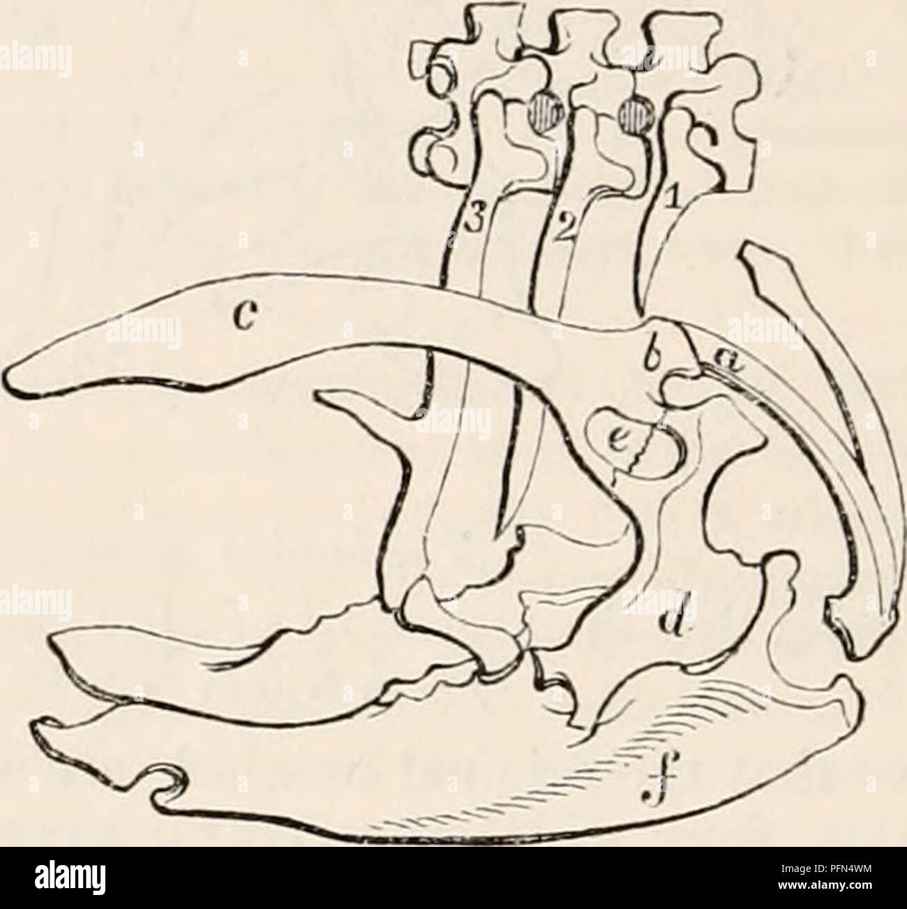 This cyclopedia offers a detailed description of comparative anatomy ...