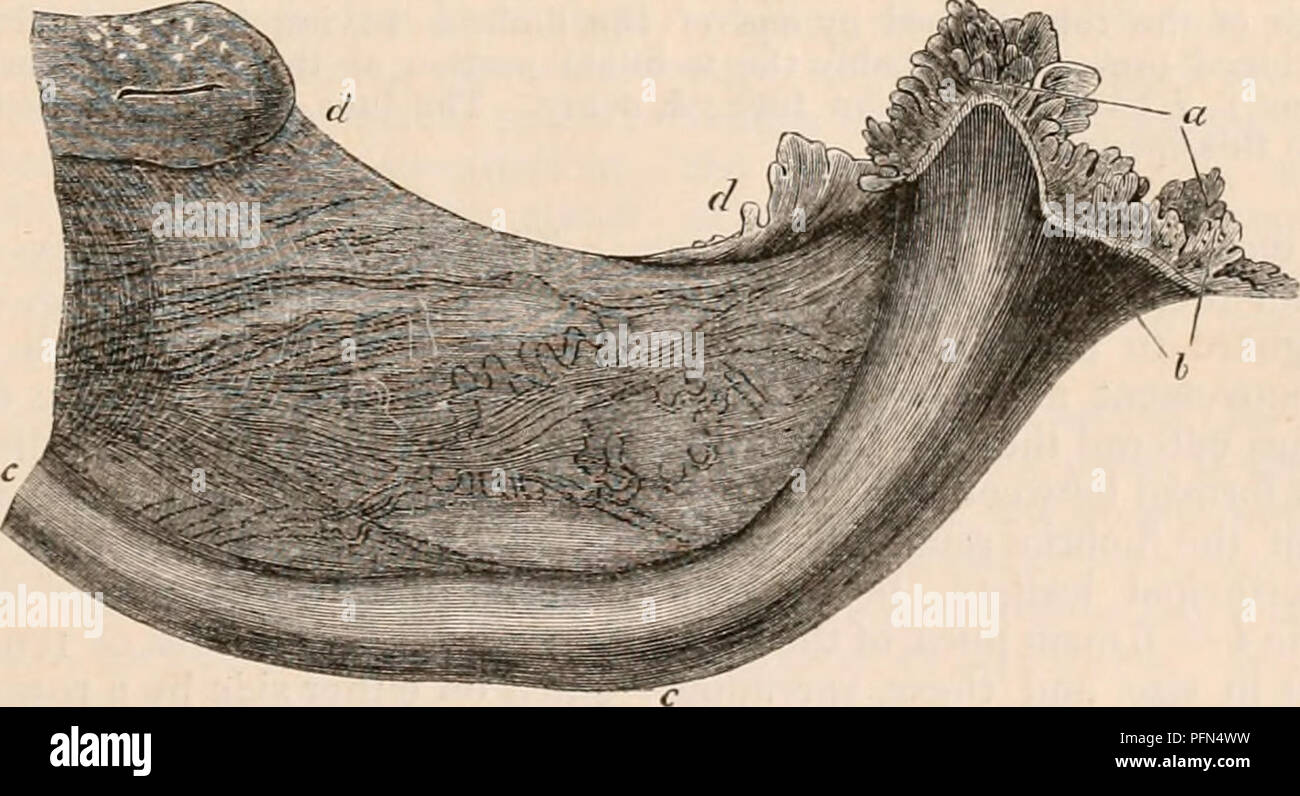 This comprehensive reference work covers anatomy and physiology ...