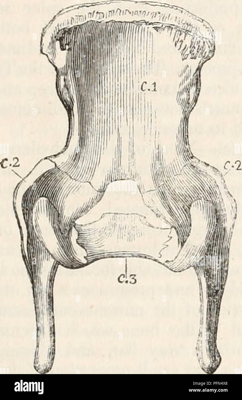 This reference work on anatomy and physiology provides a detailed ...