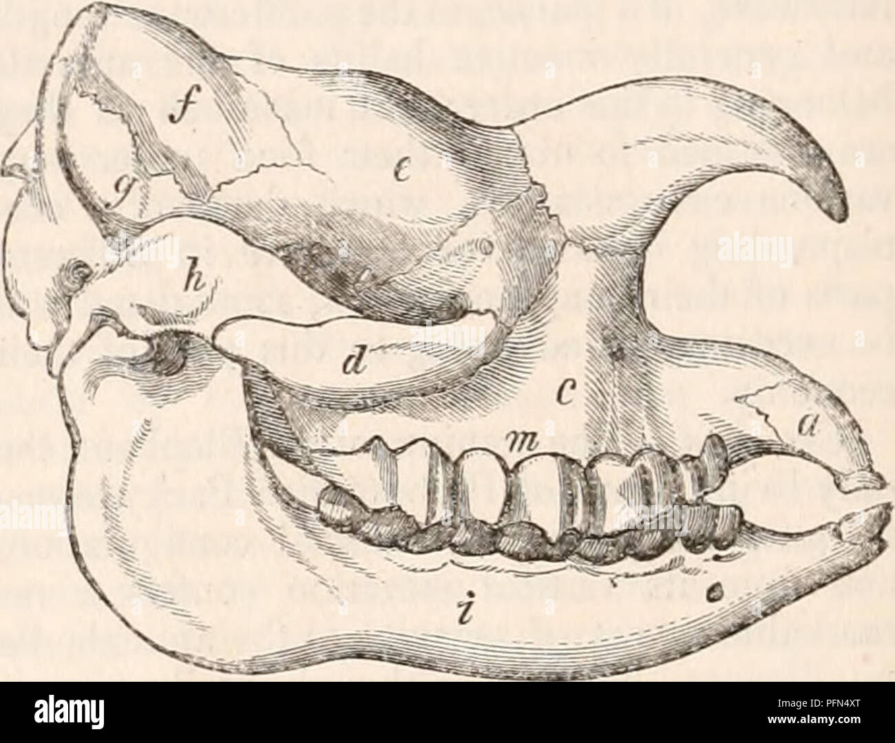 This anatomical and physiological encyclopedia focuses on the human and ...