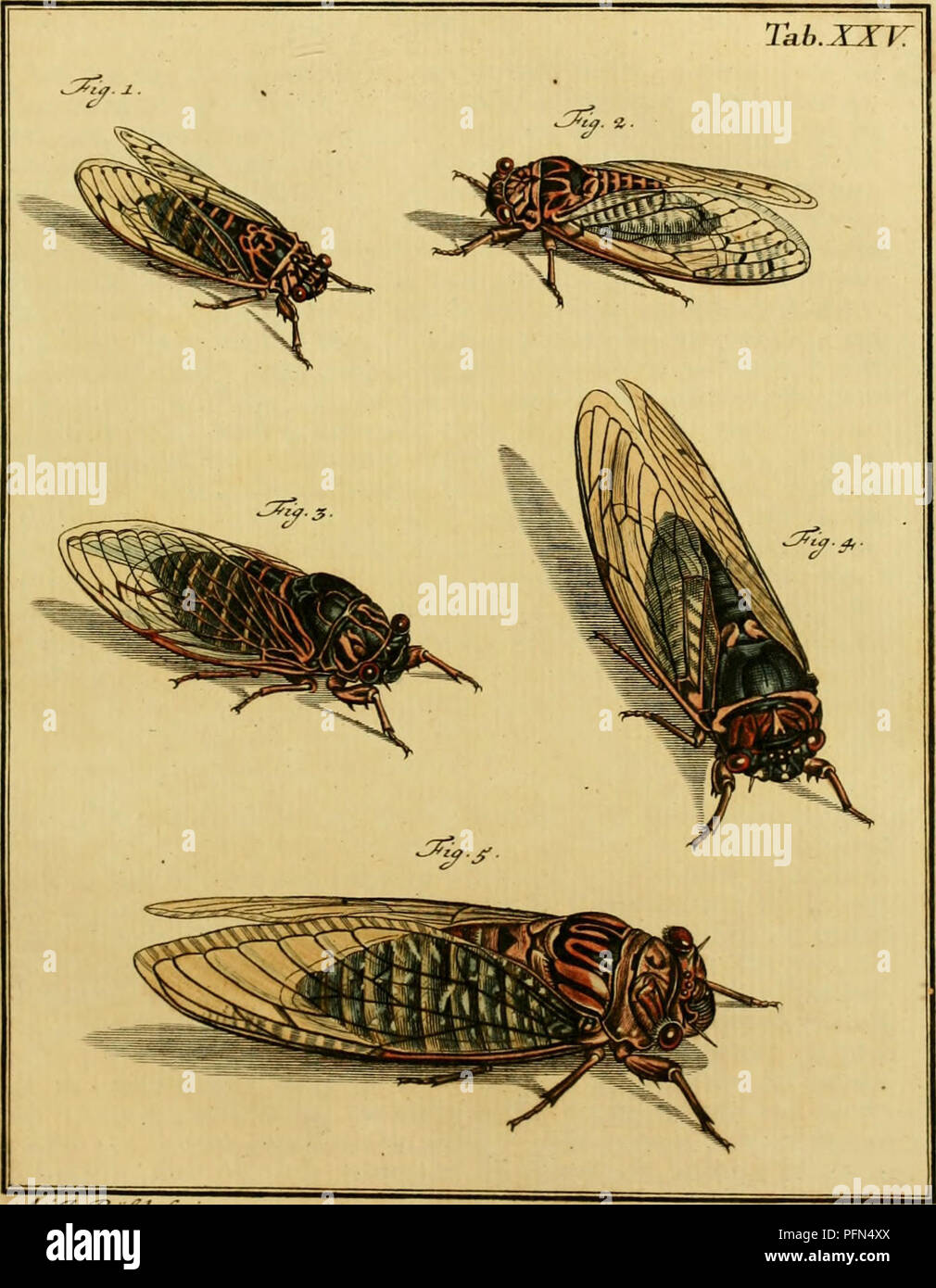 This illustration is part of 'De natuurlyke historie der insecten ...