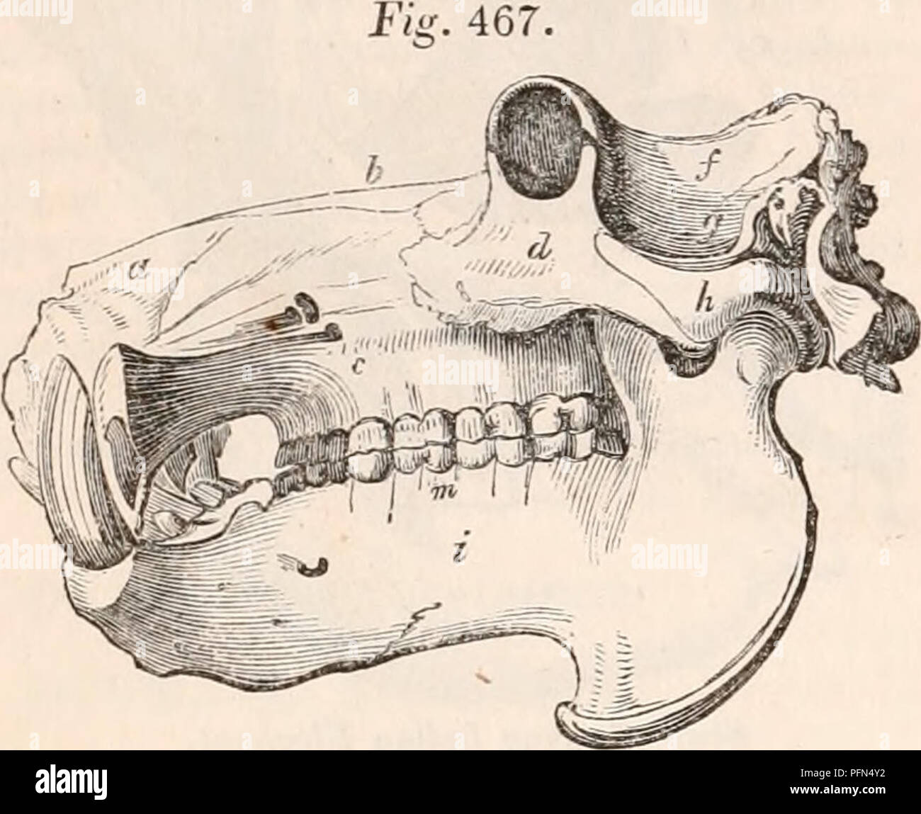 This entry from 'The Cyclopædia of Anatomy and Physiology' details the ...