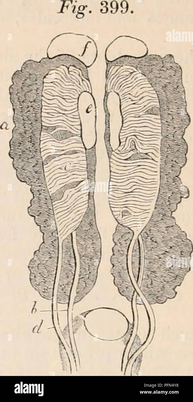 Ovarian plexus hi-res stock photography and images - Alamy