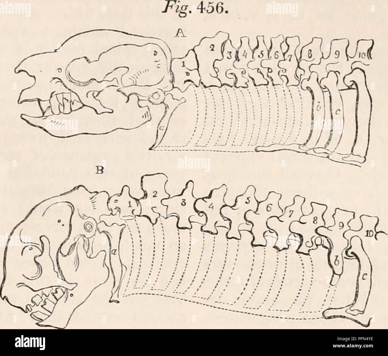 Sloth anatomy hi-res stock photography and images - Alamy