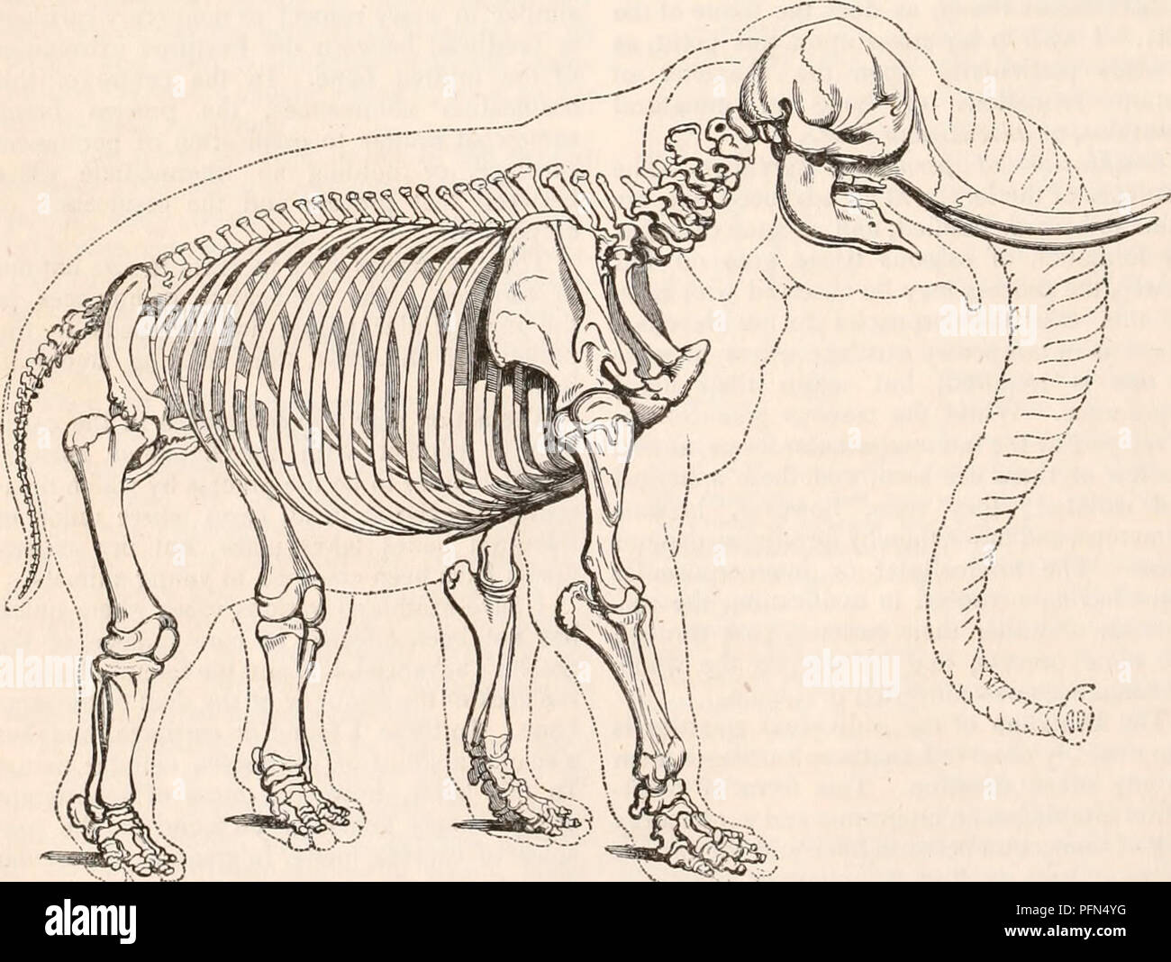 This comprehensive reference work covers anatomy and physiology ...