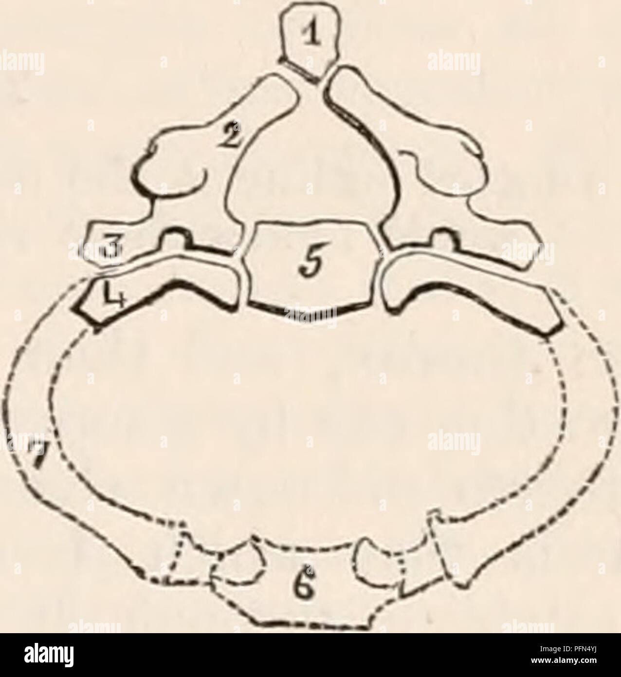 This comprehensive cyclopedia covers a wide range of topics in anatomy ...