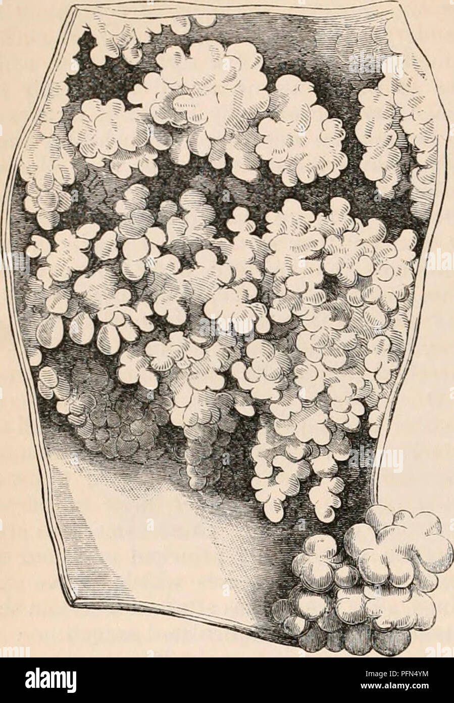 . The cyclopædia of anatomy and physiology. Anatomy; Physiology ...
