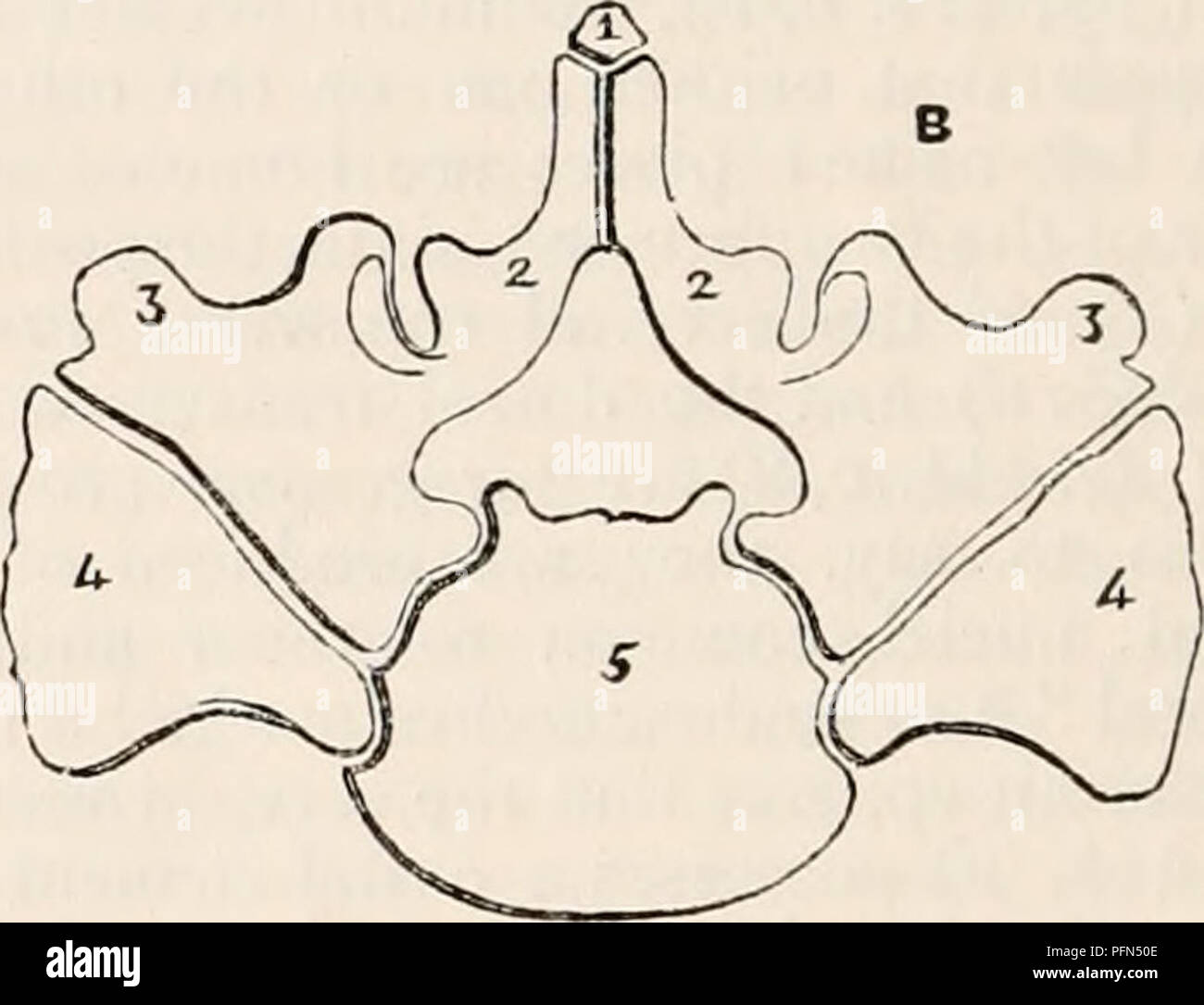 This anatomical diagram presents the structural organization of the ...