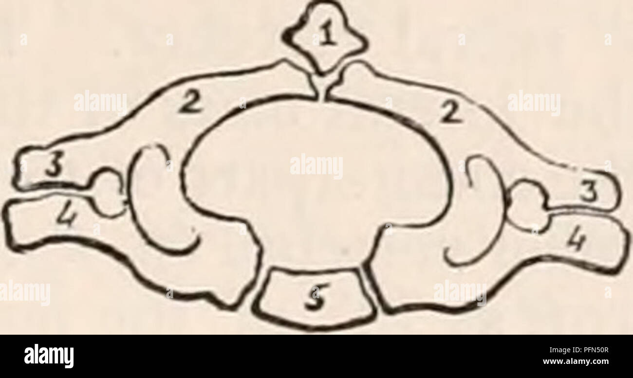 First cervical vertebrae hi-res stock photography and images - Alamy