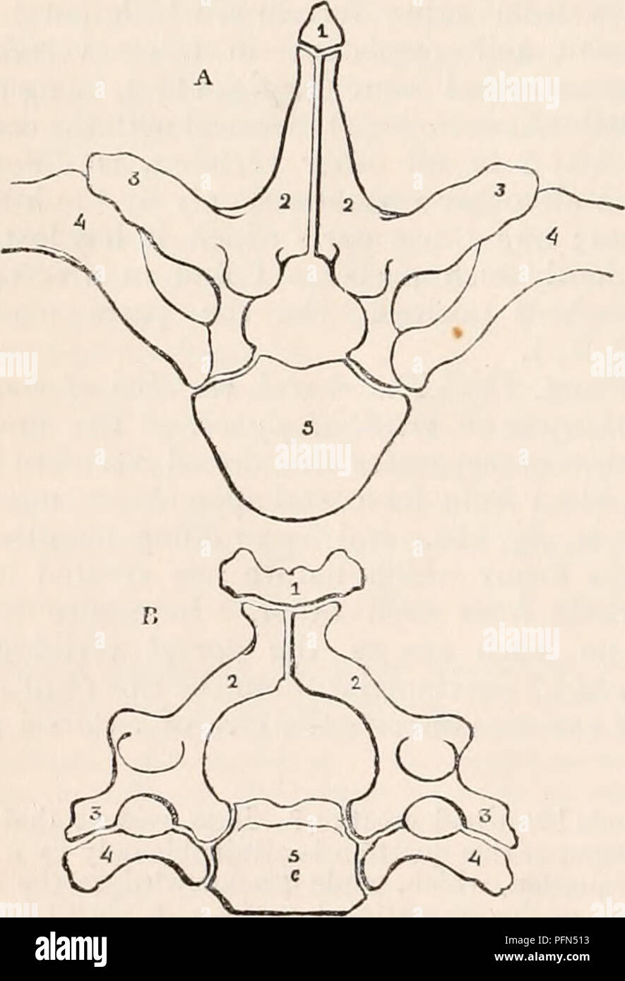 Dorsal Vertebra High Resolution Stock Photography and Images - Alamy