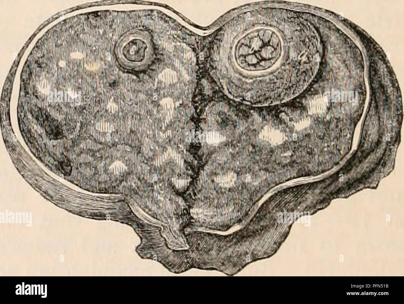 This image is from a detailed anatomical and physiological study ...