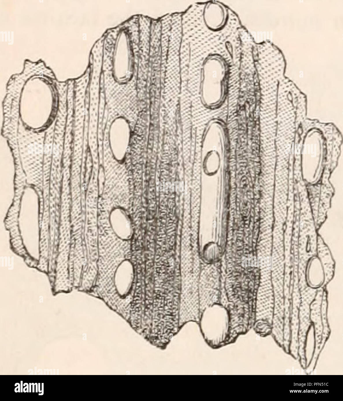 This comprehensive cyclopedia on anatomy and physiology covers detailed ...