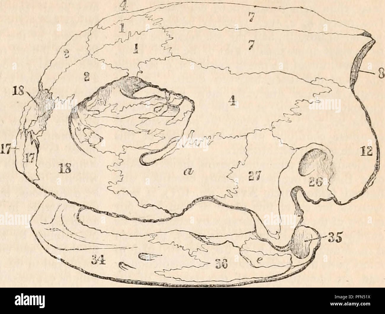 This section of *The Cyclopædia of Anatomy and Physiology* discusses ...