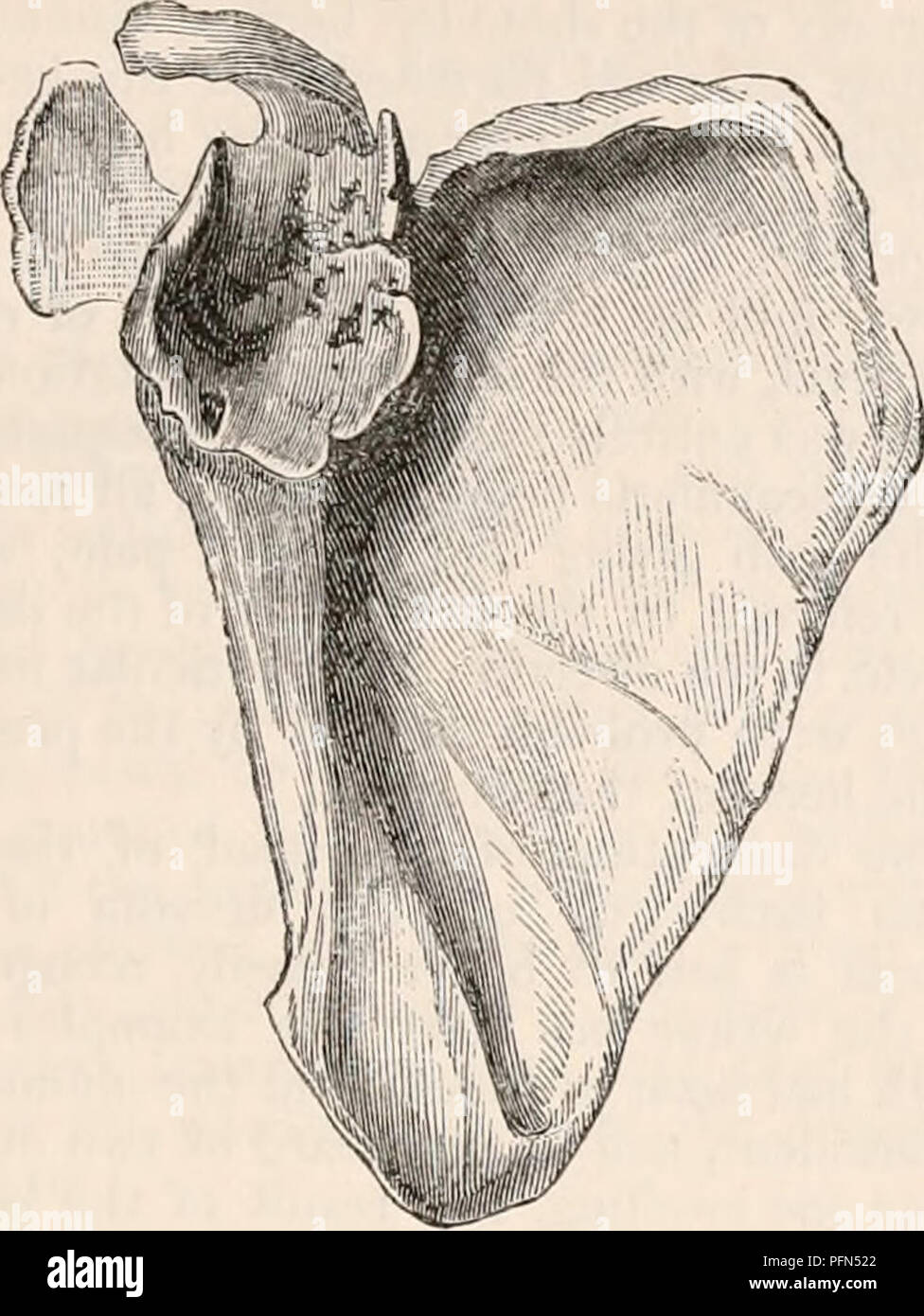 Glenoid fossa hi-res stock photography and images - Alamy