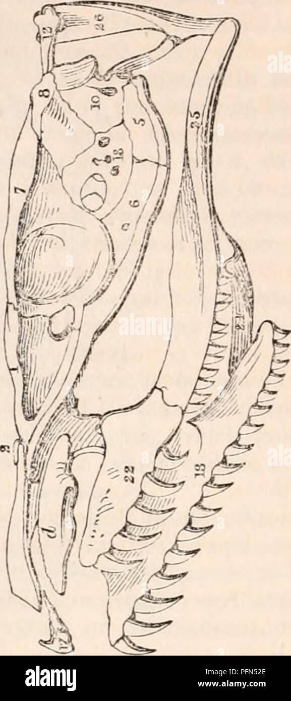 This anatomical reference discusses the skull structure of the Boa ...