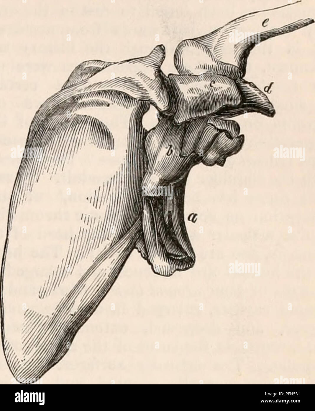 This entry in *The Cyclopedia of Anatomy and Physiology* examines ...