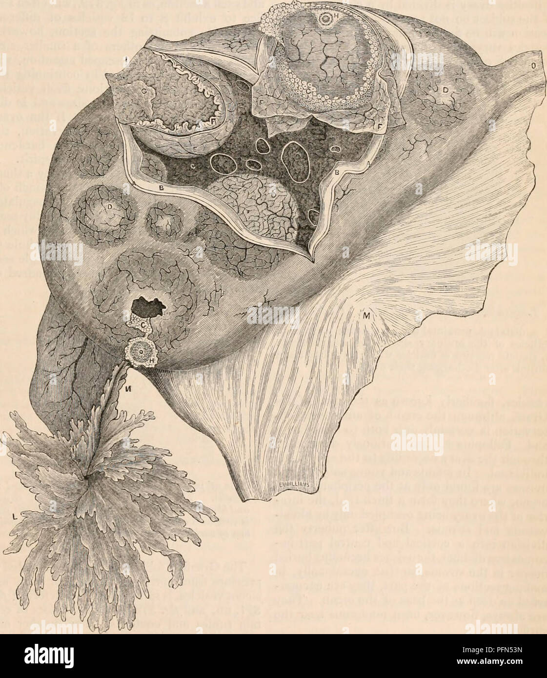 This comprehensive reference work covers human anatomy and physiology ...