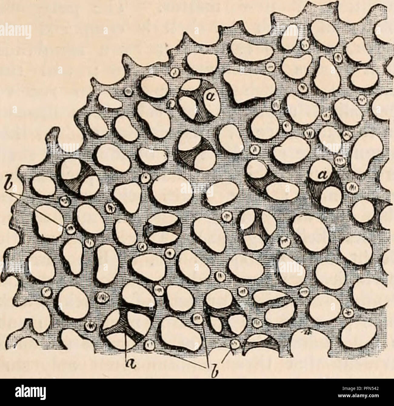 This reference work provides a detailed explanation of the anatomy and ...