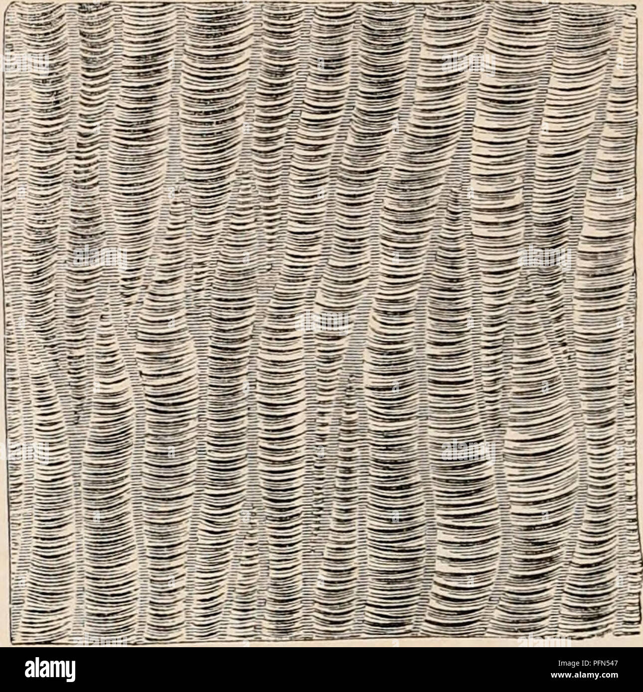 Singular shells hi-res stock photography and images - Alamy