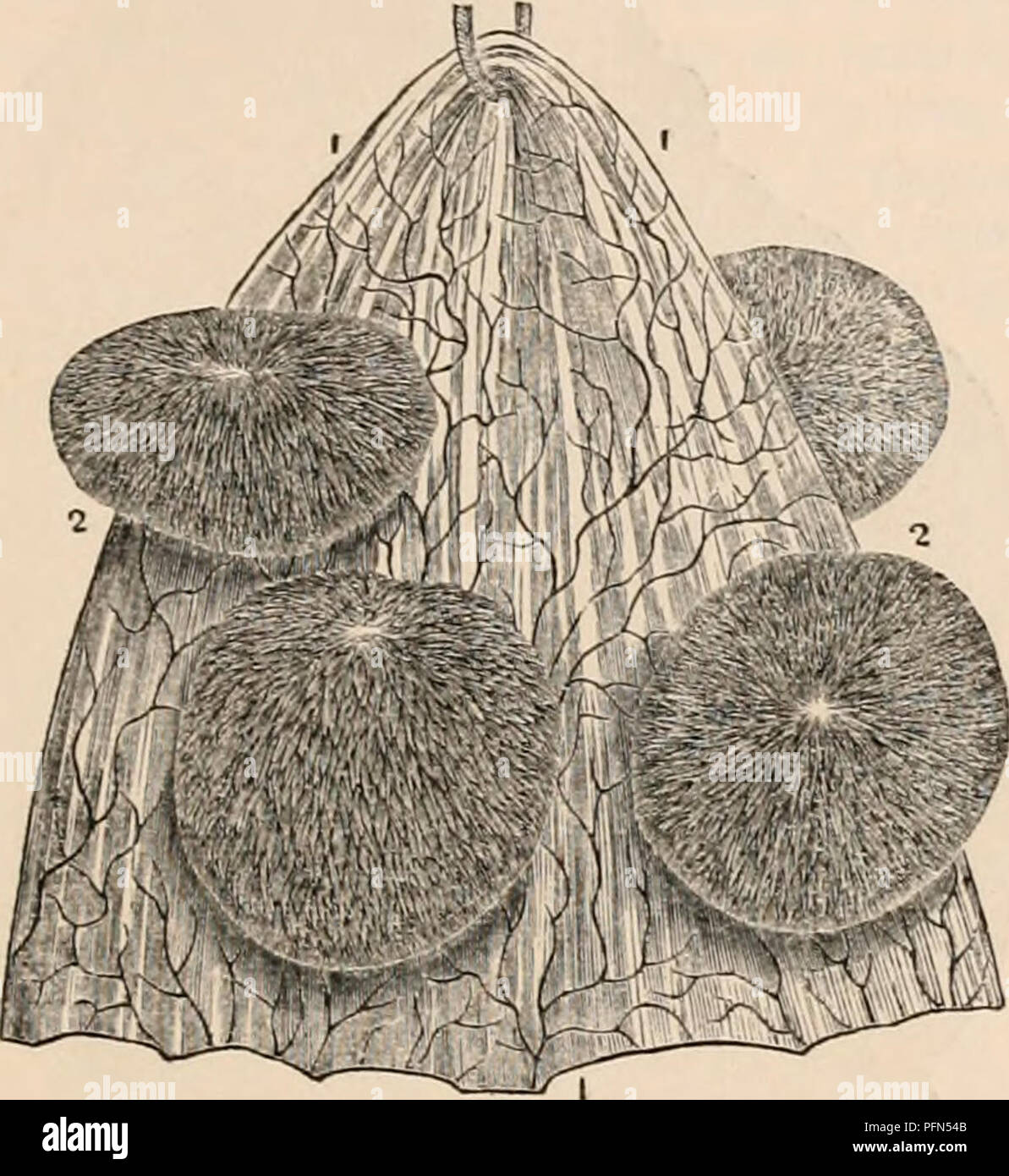 This volume focuses on the anatomy of the uterus and its appendages ...
