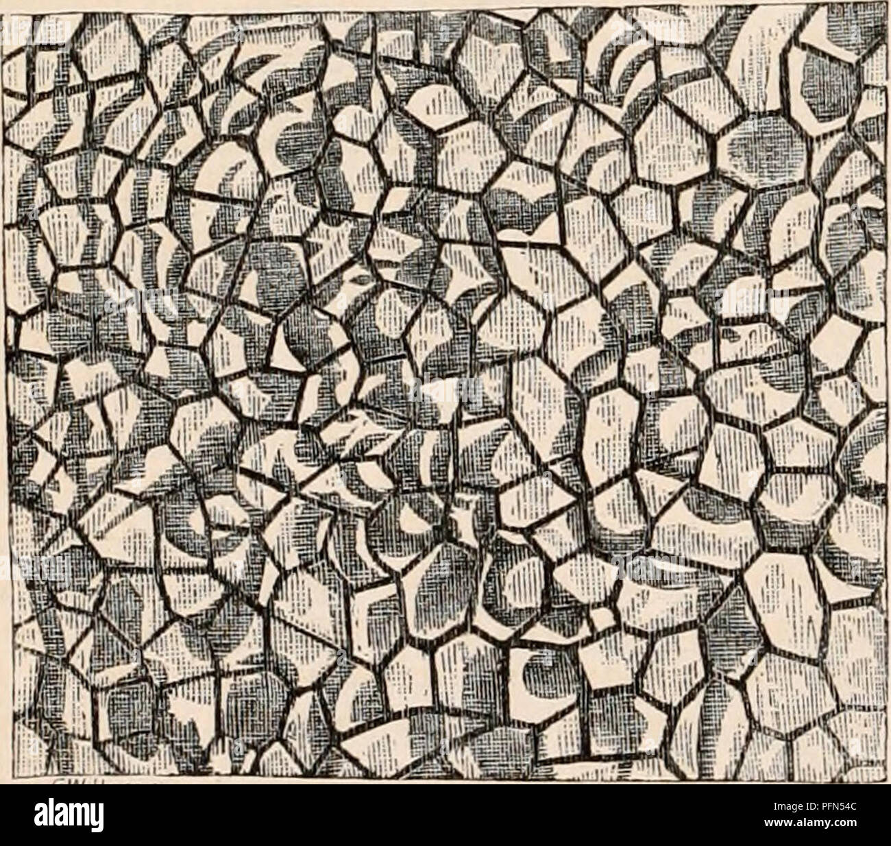 This comprehensive reference work covers the anatomy and physiology of ...