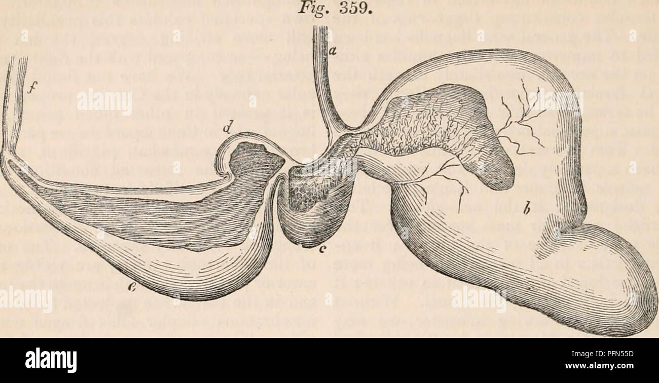 . The cyclopædia of anatomy and physiology. Anatomy; Physiology ...
