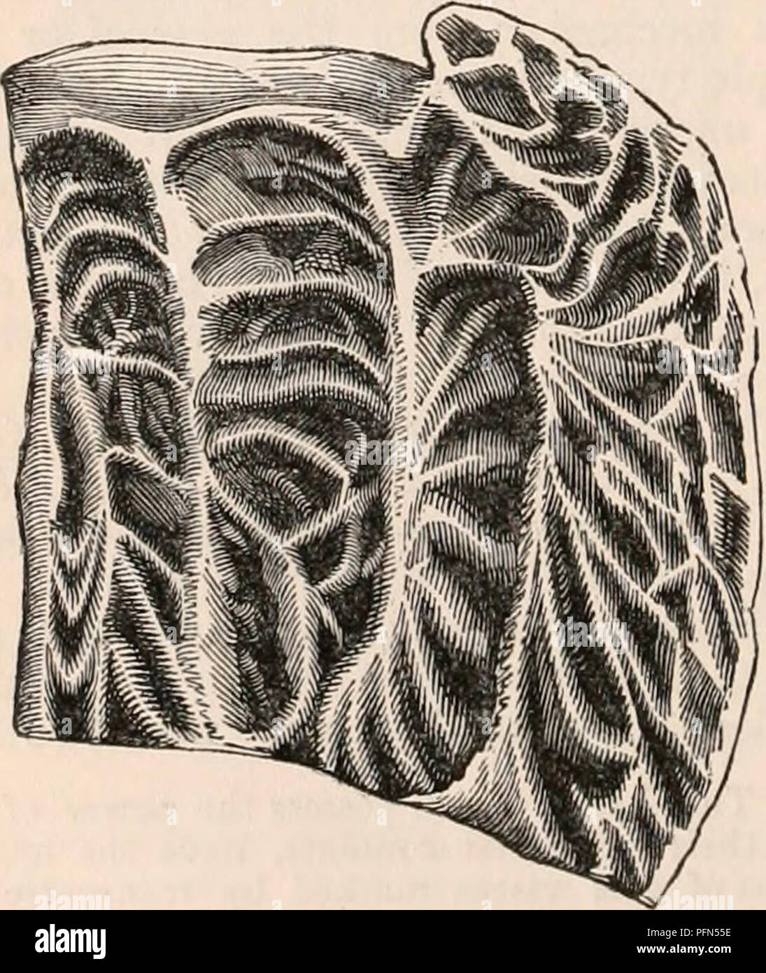 . The cyclopædia of anatomy and physiology. Anatomy; Physiology ...