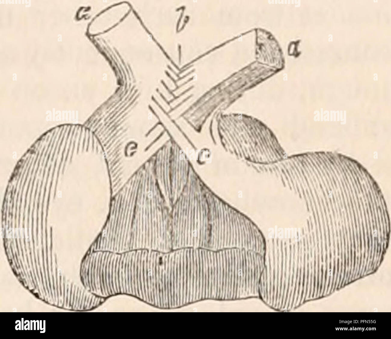Optic chiasma hi-res stock photography and images - Alamy
