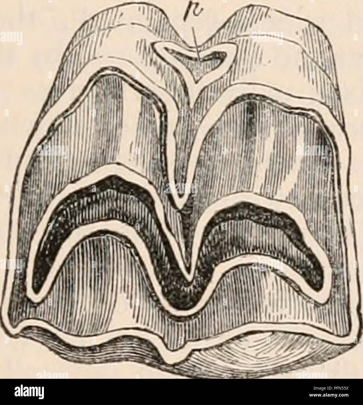 . The cyclopædia of anatomy and physiology. Anatomy; Physiology ...