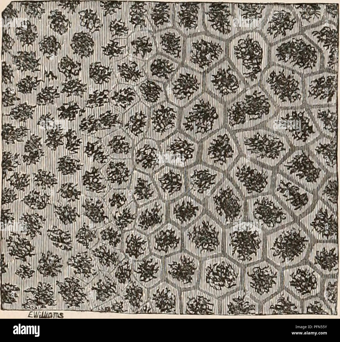 This reference work in anatomy and physiology examines the development ...