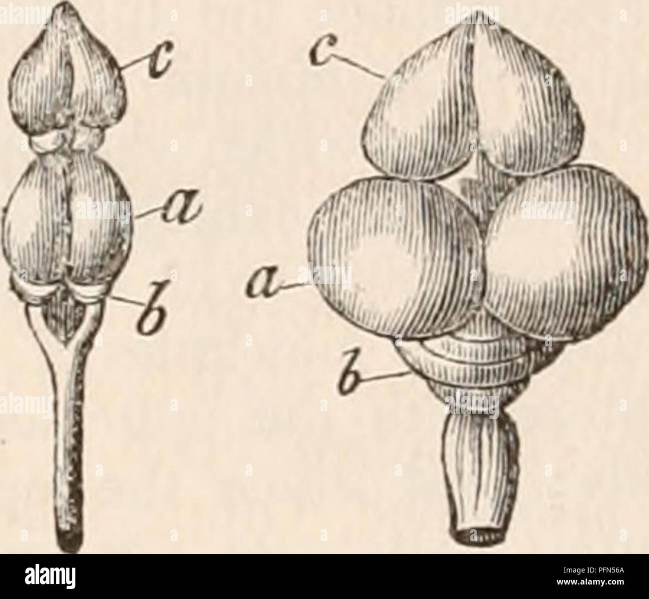 . The cyclopædia of anatomy and physiology. Anatomy; Physiology ...