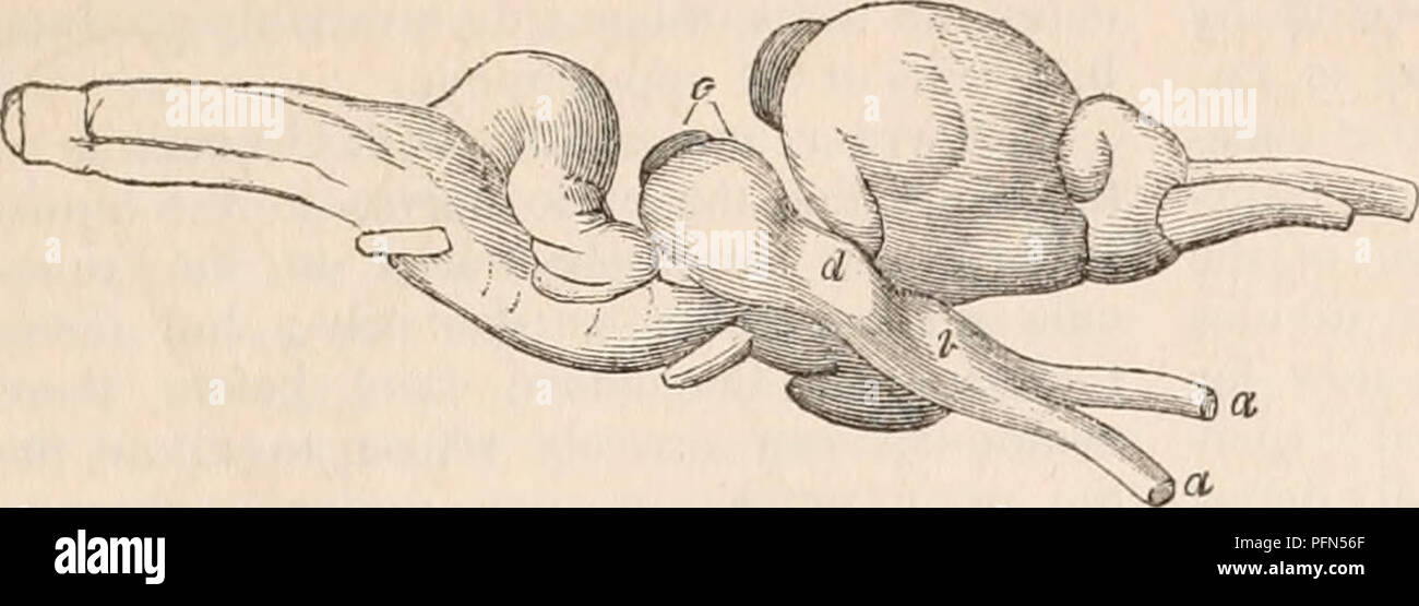 . The cyclopædia of anatomy and physiology. Anatomy; Physiology ...