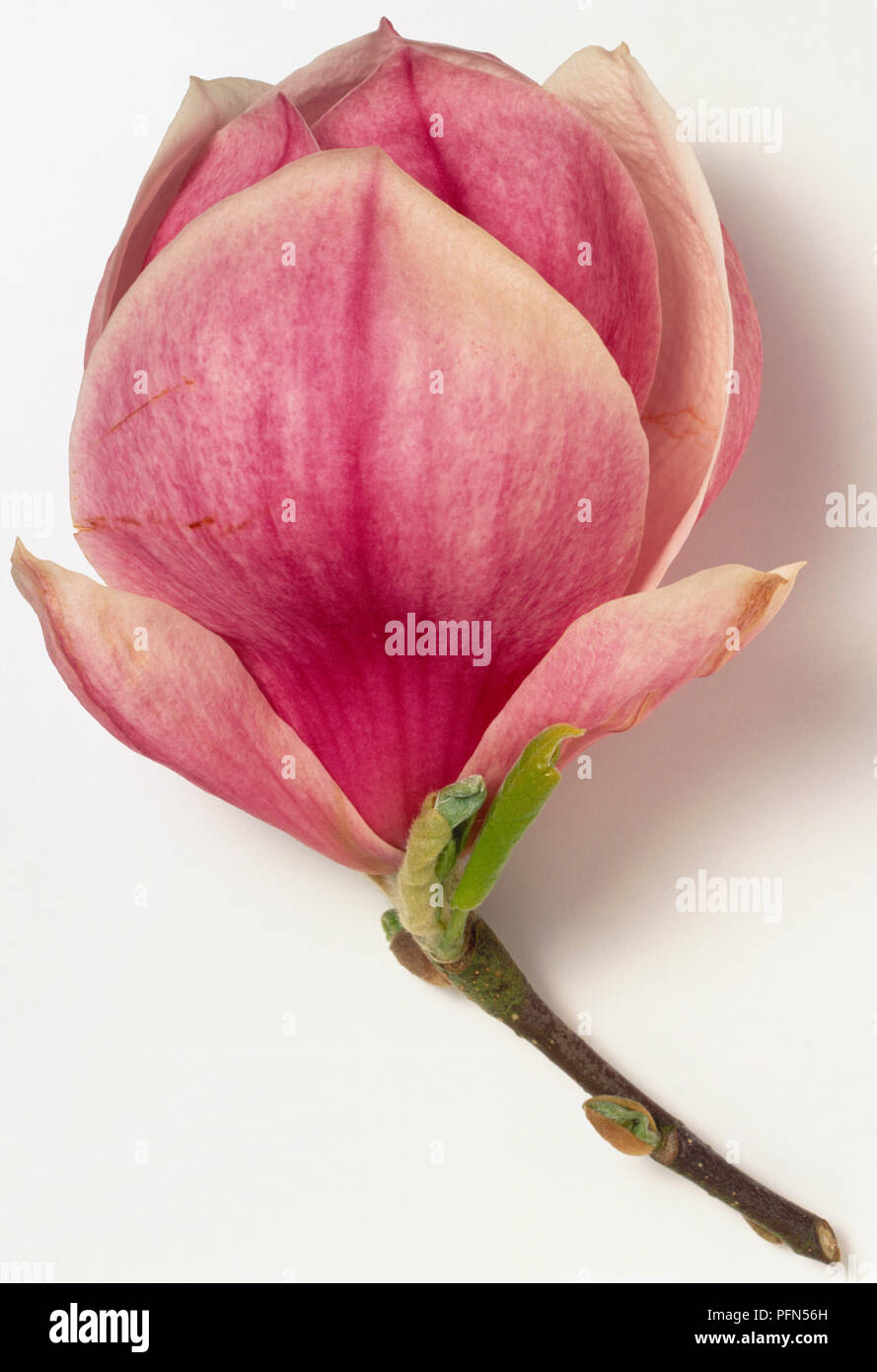 Magnolia soulangeana rustica rubra hi-res stock photography and images ...