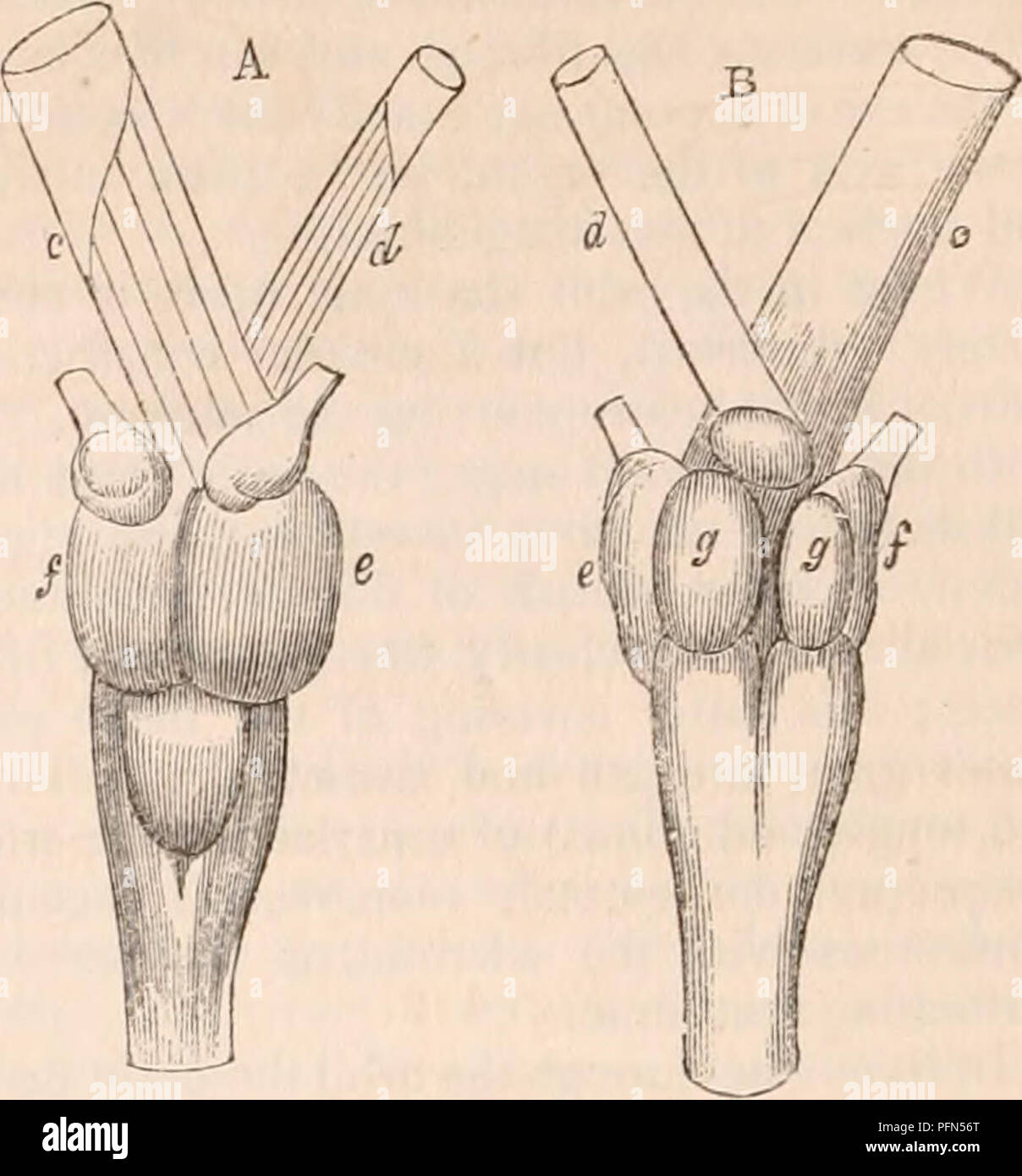 This illustration from a zoological anatomy text depicts the brain of a ...