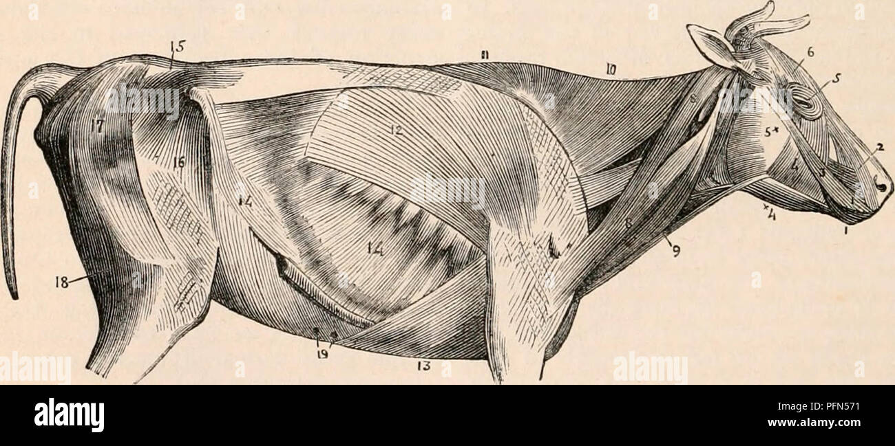 This comprehensive reference work provides detailed information on ...