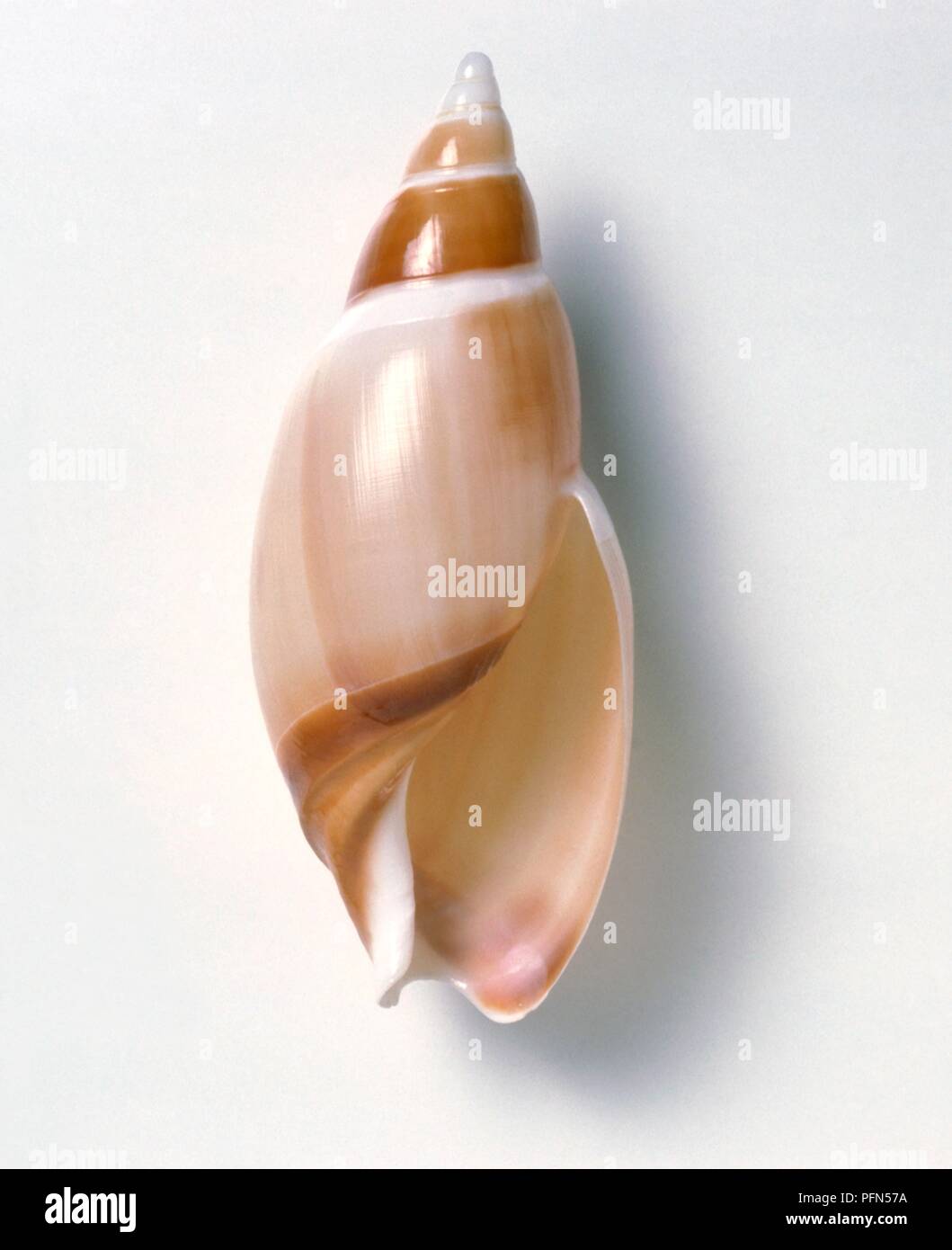 Ancilla High Resolution Stock Photography and Images - Alamy