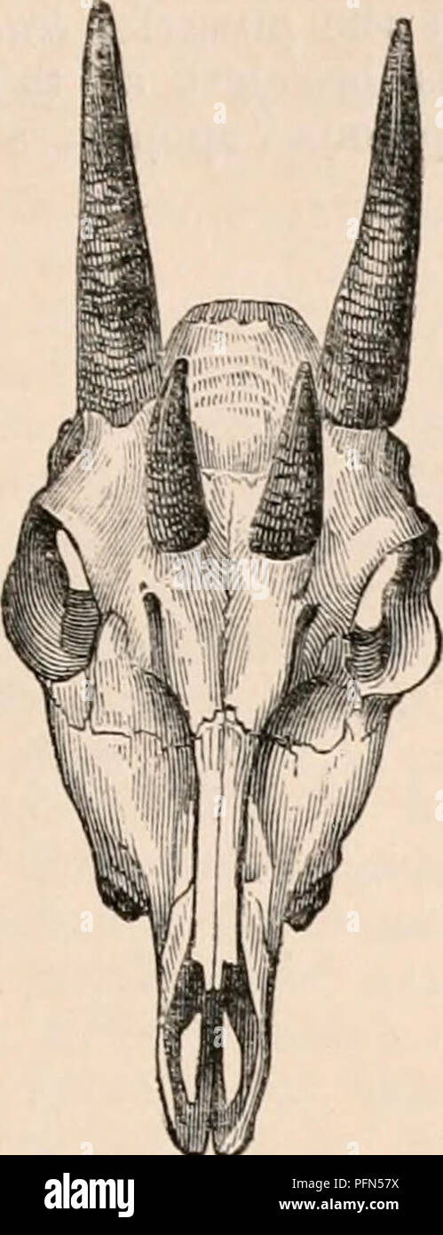 Antelopes anatomy hi-res stock photography and images - Alamy