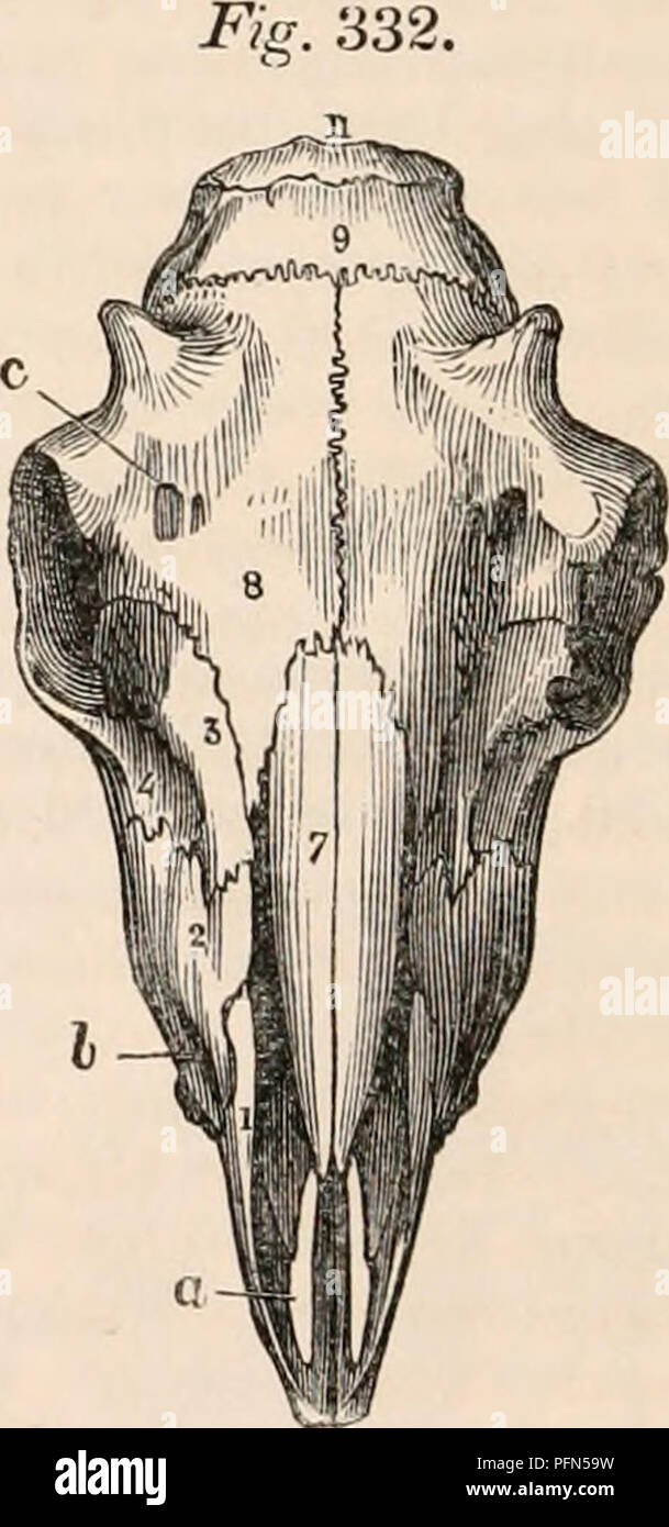 Styloid bone hi-res stock photography and images - Alamy