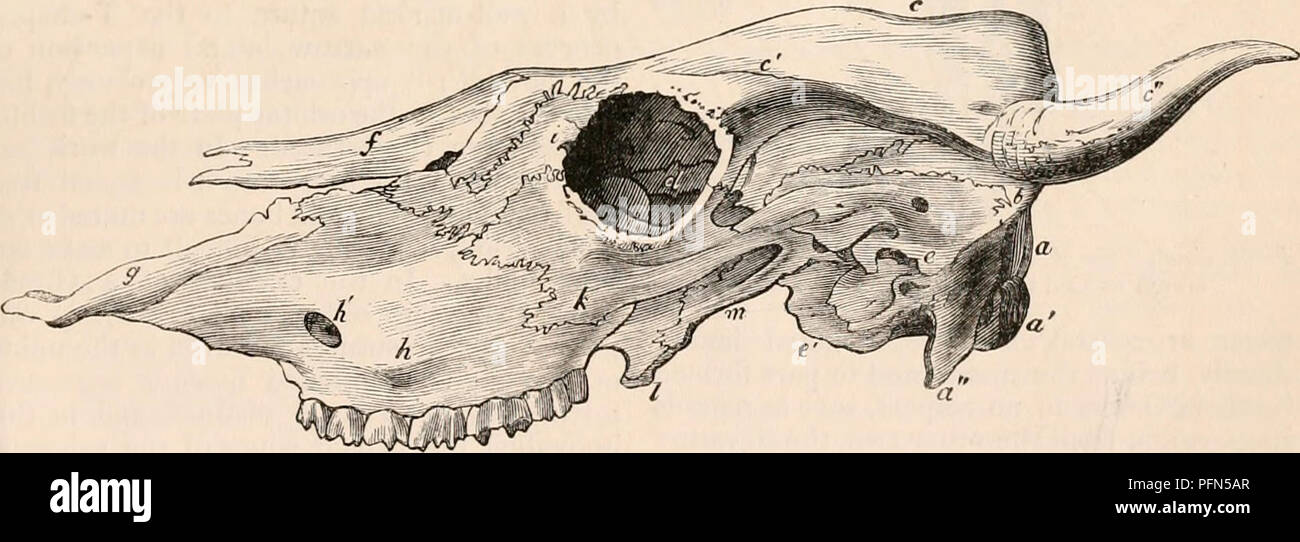 This anatomical illustration from *The Cyclopædia of Anatomy and ...