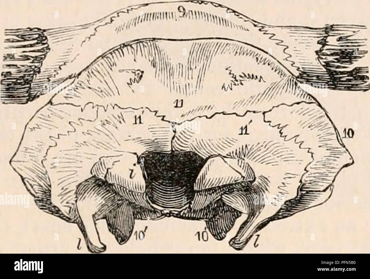 . The cyclopædia of anatomy and physiology. Anatomy; Physiology ...