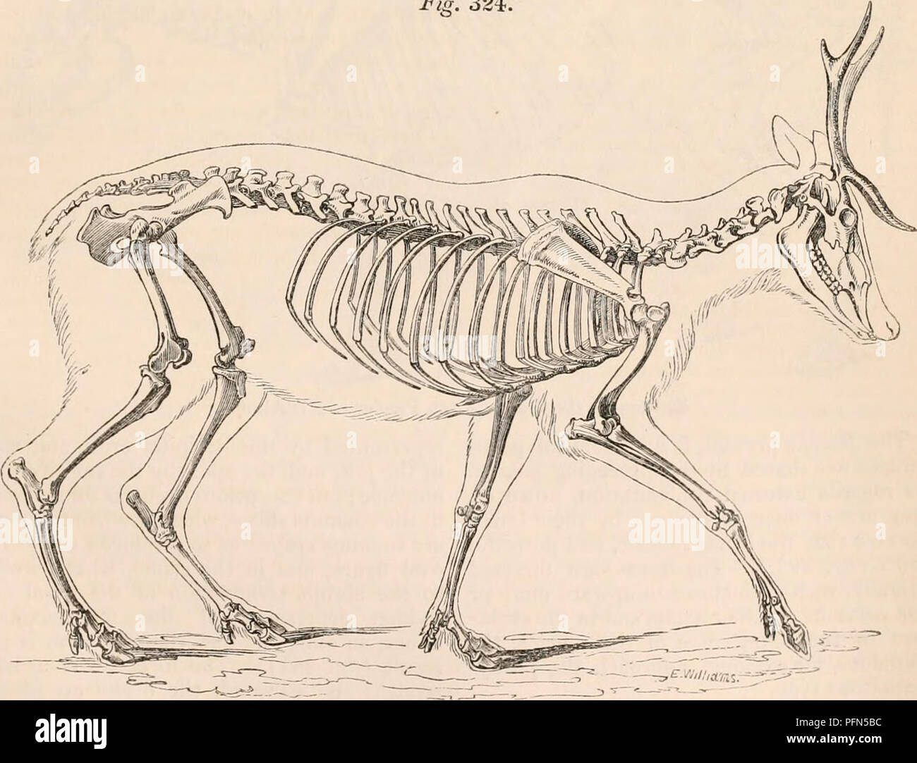 Fetal skeleton hi-res stock photography and images - Alamy