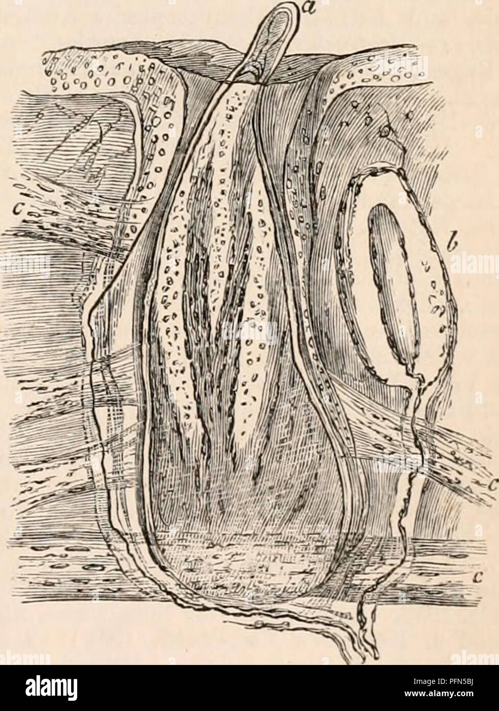Pacinian corpuscle hi-res stock photography and images - Alamy