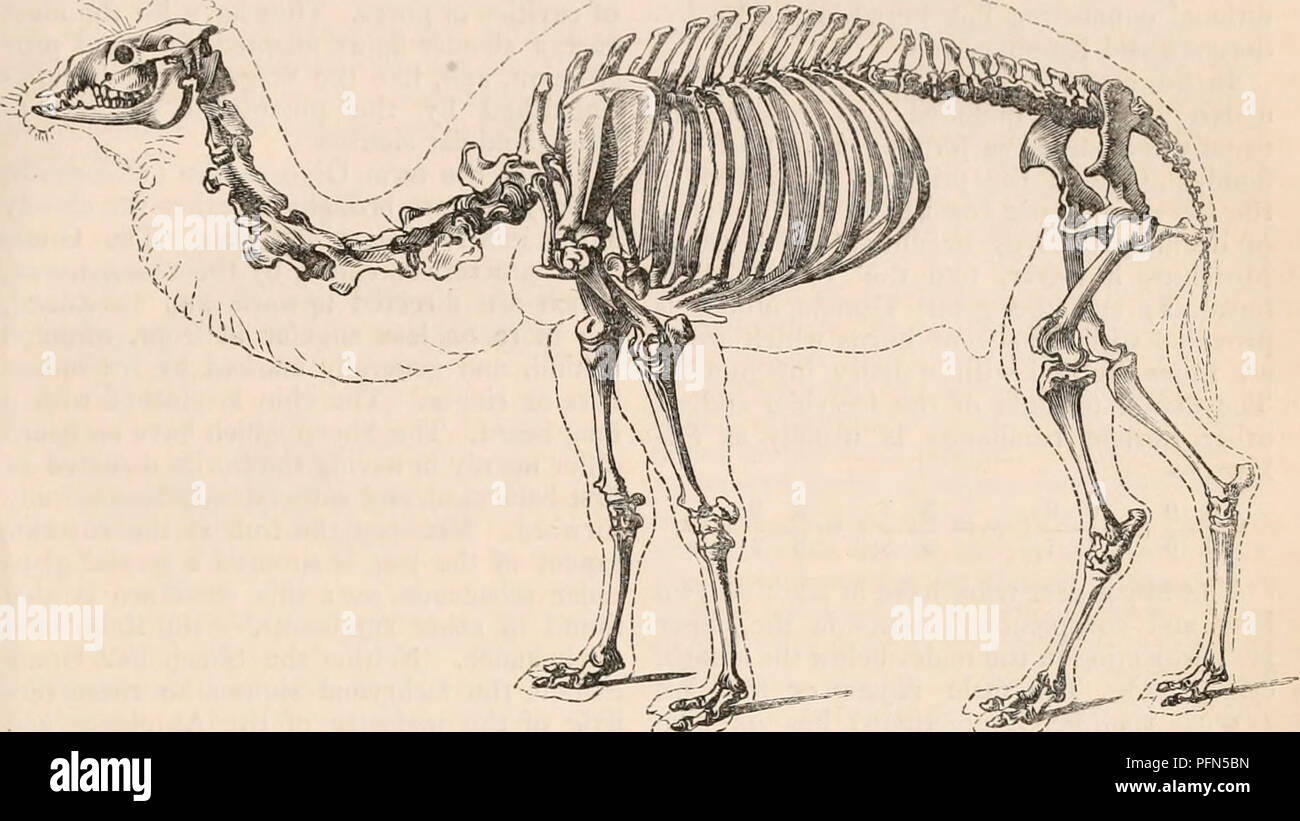 This entry from *The Cyclopedia of Anatomy and Physiology* focuses on ...