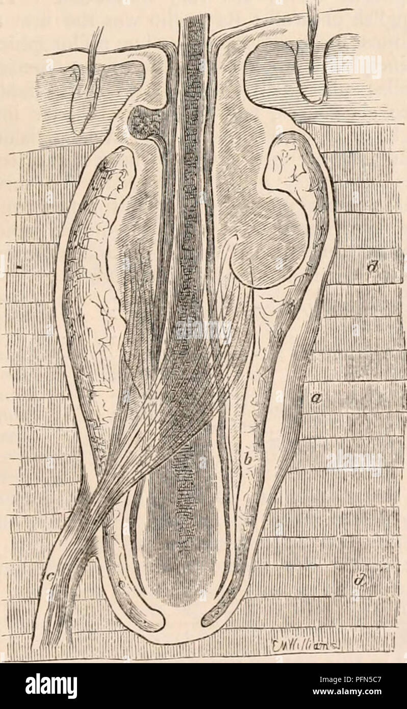 Homologous organs hi-res stock photography and images - Alamy