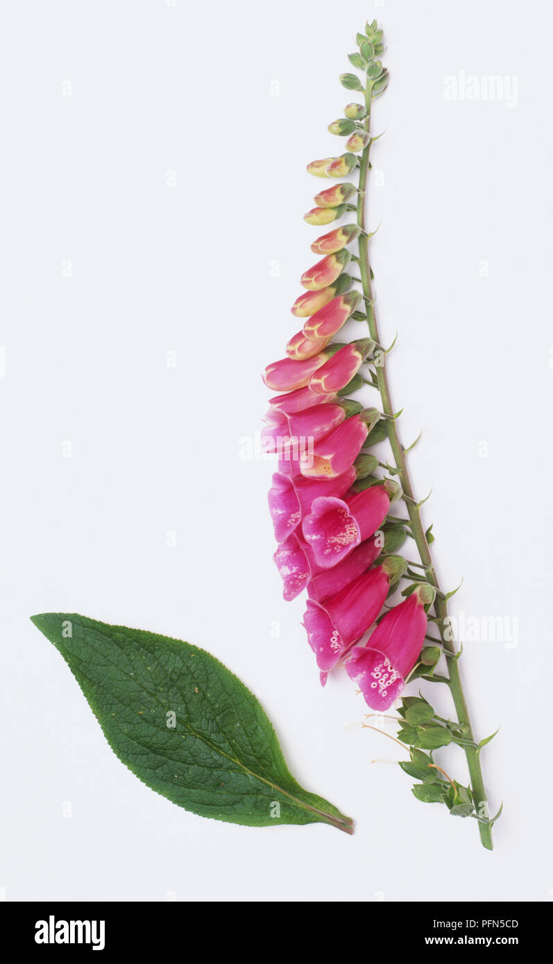 Flowers and leaves from Digitalis purpurea, Common Foxglove Stock Photo ...