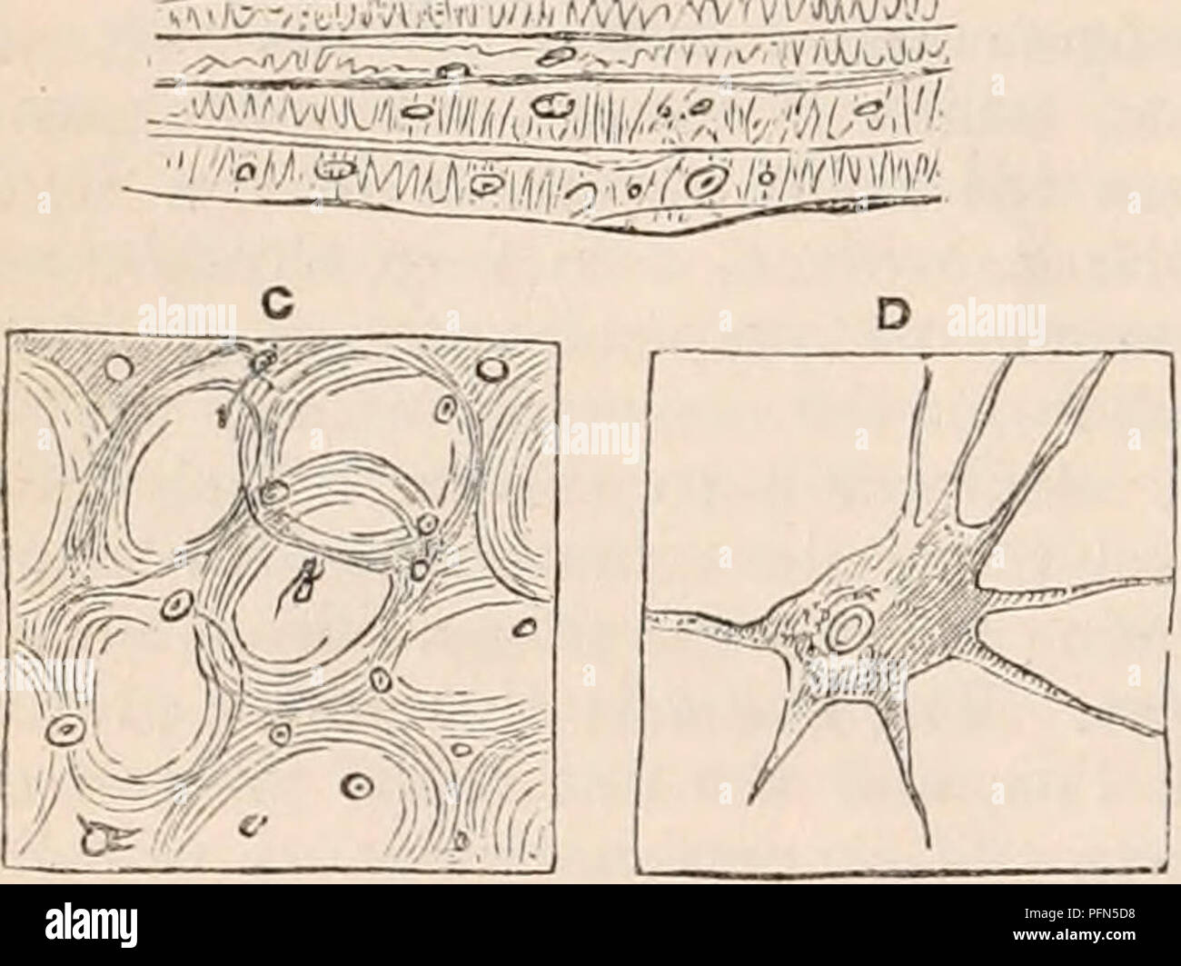 This comprehensive reference work on anatomy and physiology includes ...